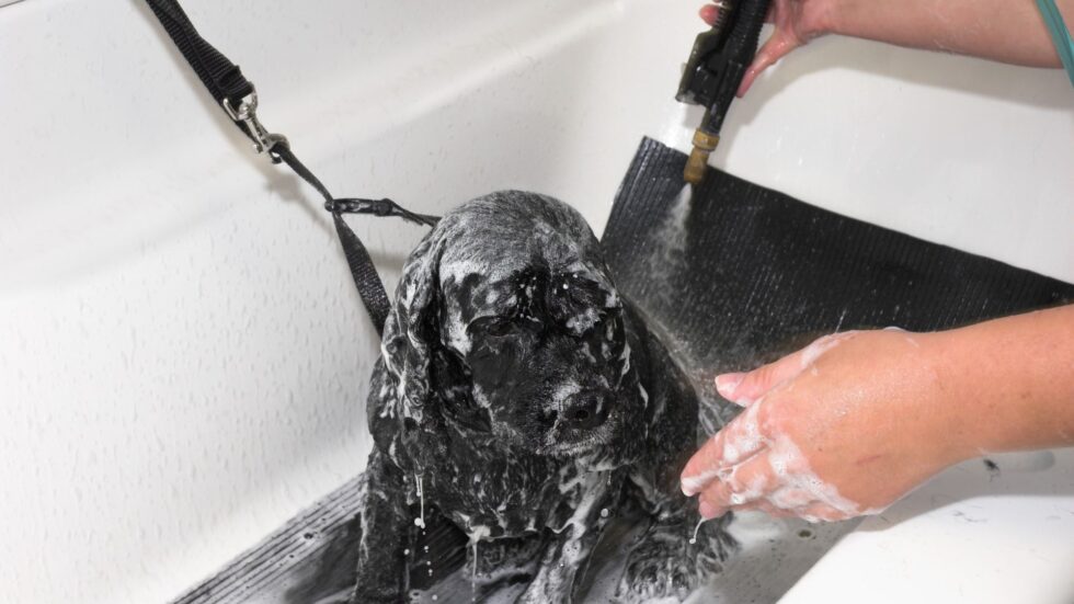10 Steps to Use a Self-Service Dog Wash Like a Pro - Glacier Car & Dog Wash