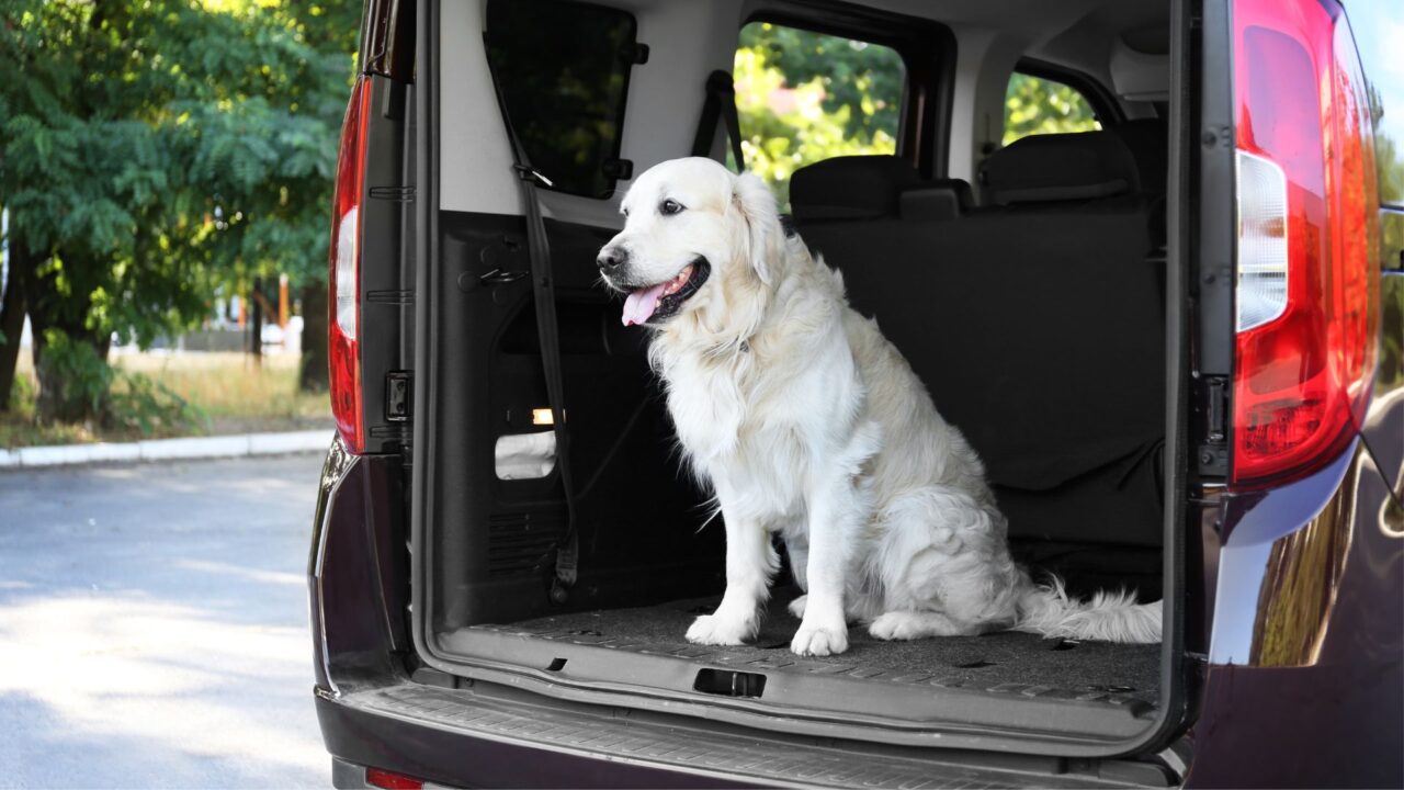 11 Reasons to Use a Self-Service Wash for Your Car and Dog | Glacier ...