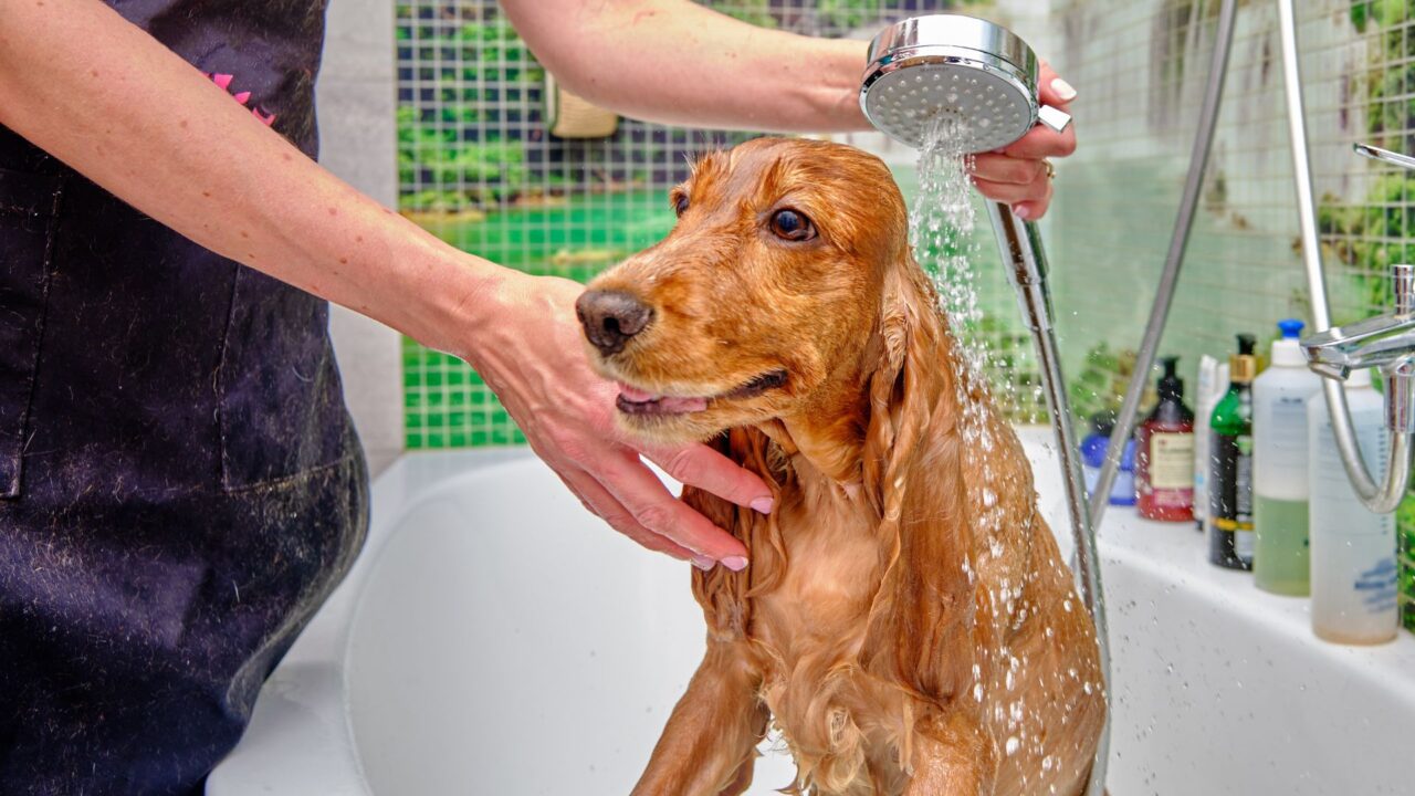 12 Benefits of Regularly Washing Your Dog | Glacier Car & Dog Wash