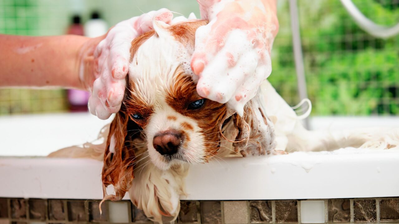 13 Dog Washing Tips Every Pet Owner Should Know | Glacier Car & Dog Wash