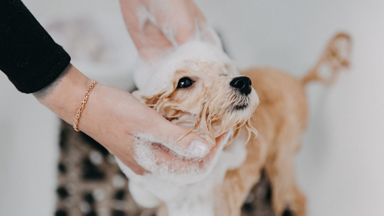 13 Tips for Maintaining a Healthy Dog Coat During a Wash | Glacier Car ...